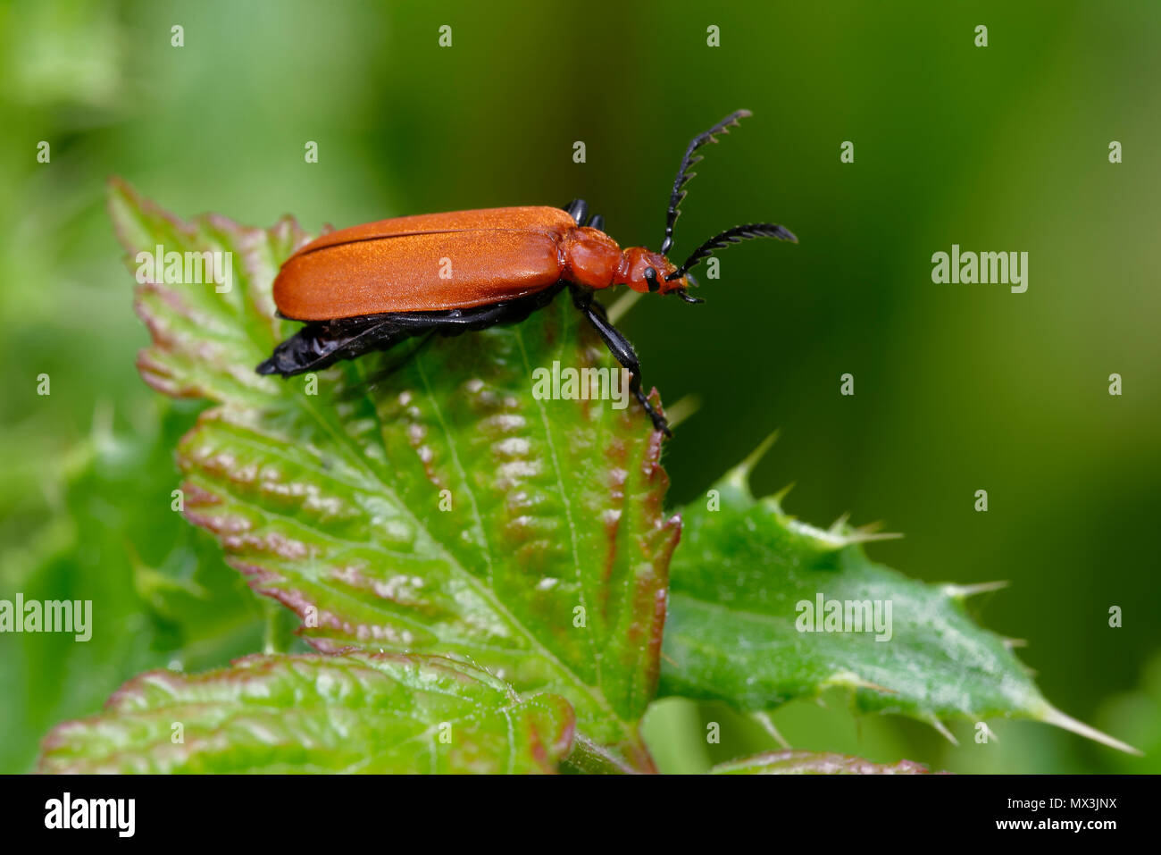 Black headed cardinal beetle hi-res stock photography and images - Alamy