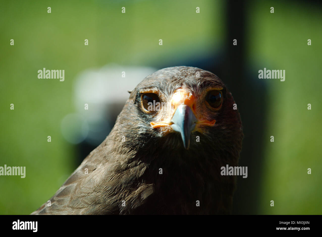 Harris falcon hi-res stock photography and images - Alamy
