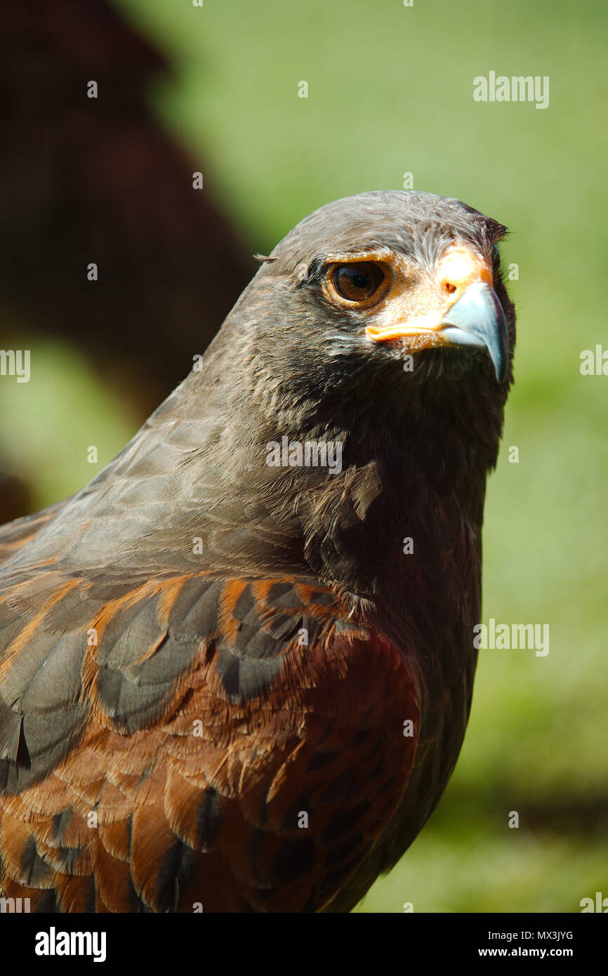 A portrait view of a Harris hawk looking right towards the photographer ...