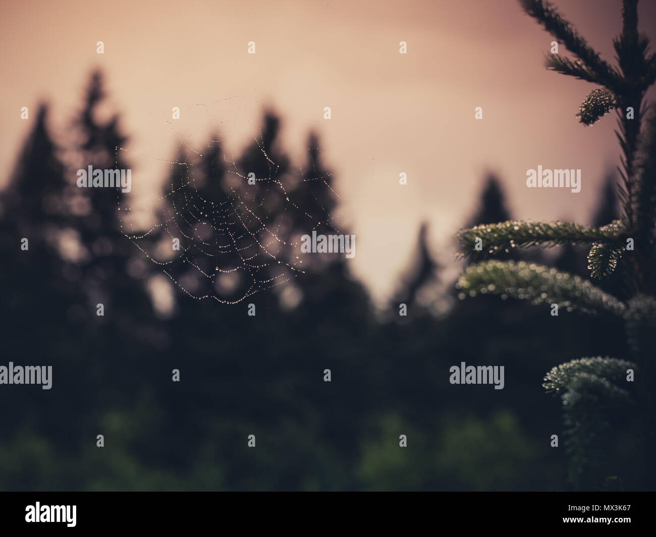 Dark Forest Web Stock Photo - Alamy