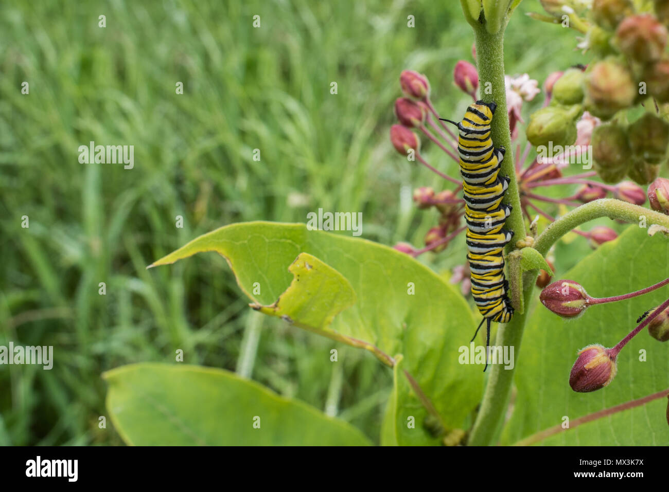 Caterpillar instar hi-res stock photography and images - Alamy