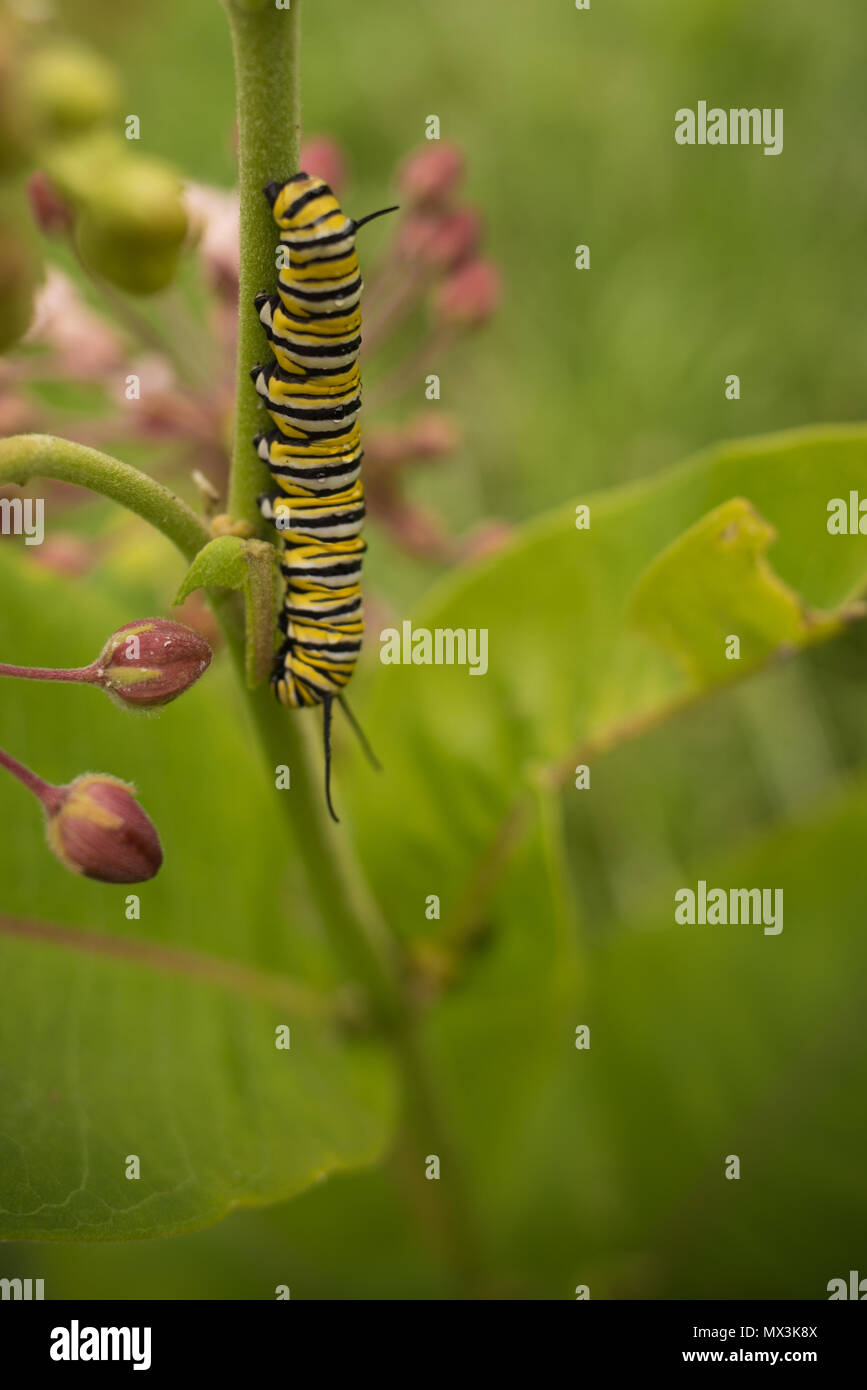 Bright green caterpillar close hi-res stock photography and images - Alamy