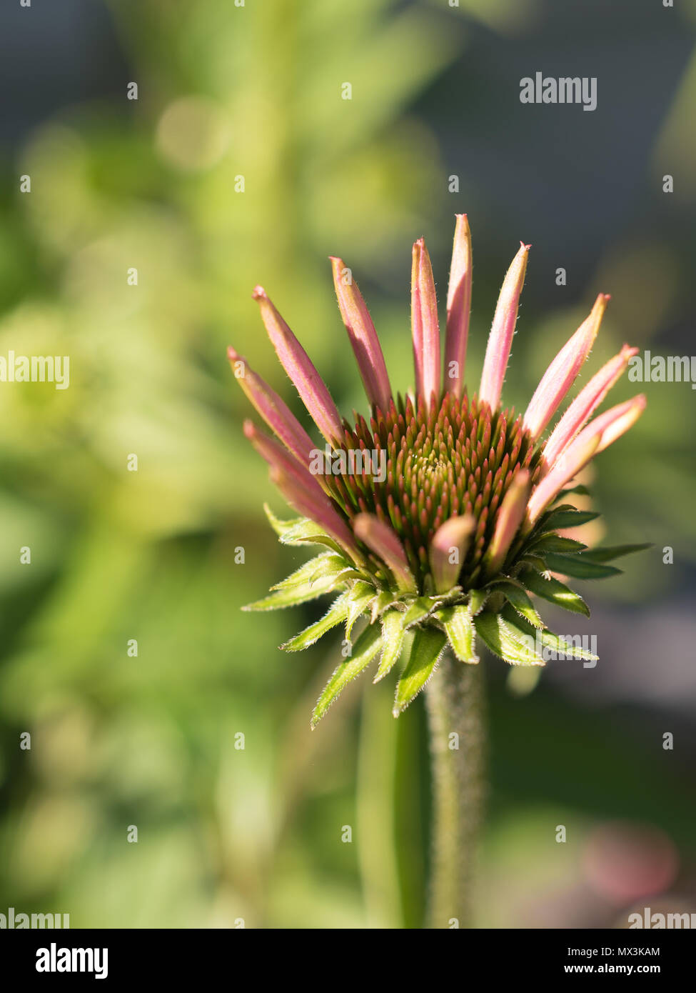 Blooming cone hi-res stock photography and images - Alamy