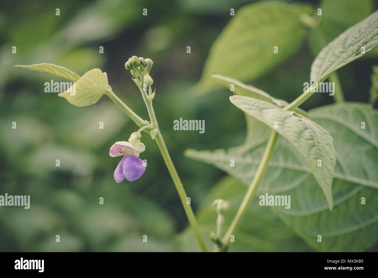 Flowering Bean Plant Stock Photo - Alamy