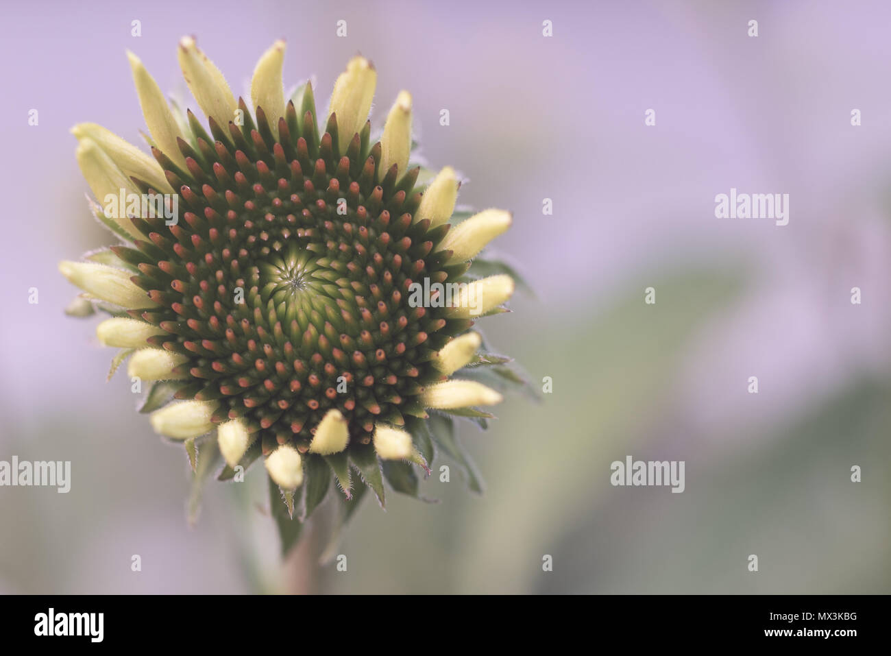 Young Coneflower in Bloom Stock Photo - Alamy