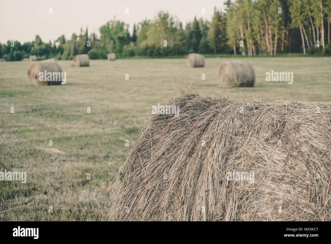 Close View of Round Bale Stock Photo - Alamy
