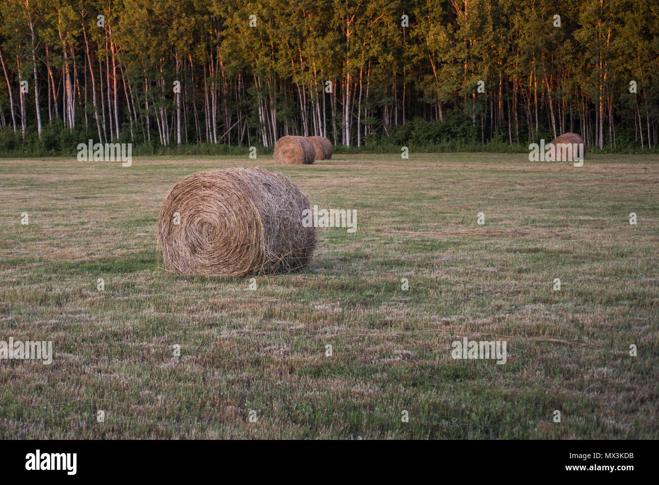 Freshly Harvested Hay Stock Photo - Alamy