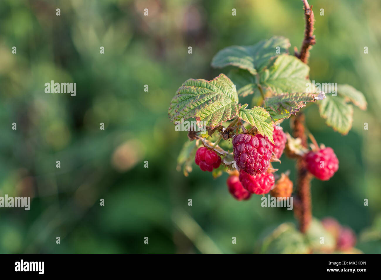 Raspberries ready to harvest hi-res stock photography and images - Alamy