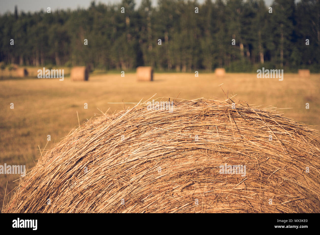 Edge of hayfield hi-res stock photography and images - Alamy