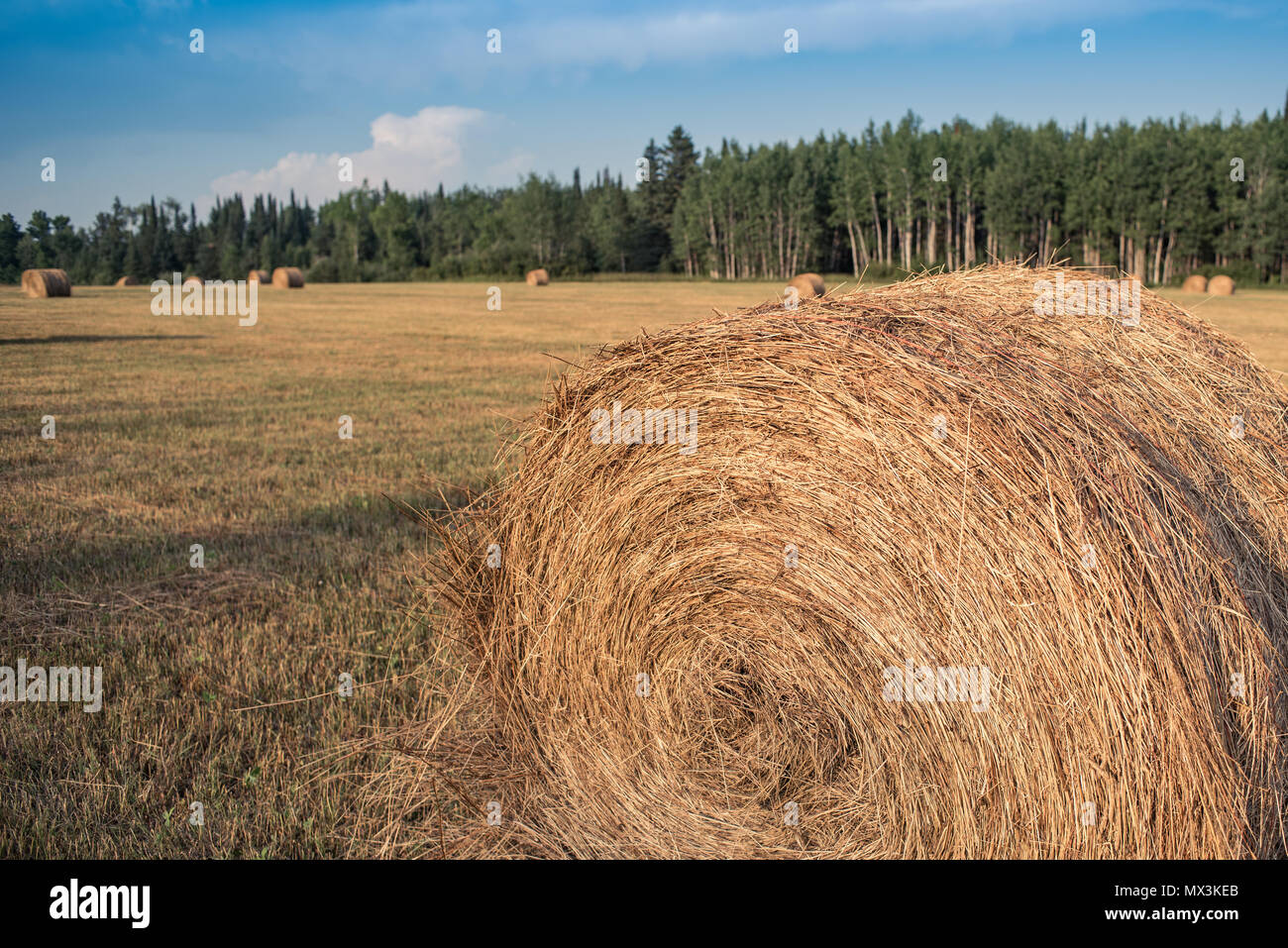 Hay Bales in Field Stock Photo - Alamy