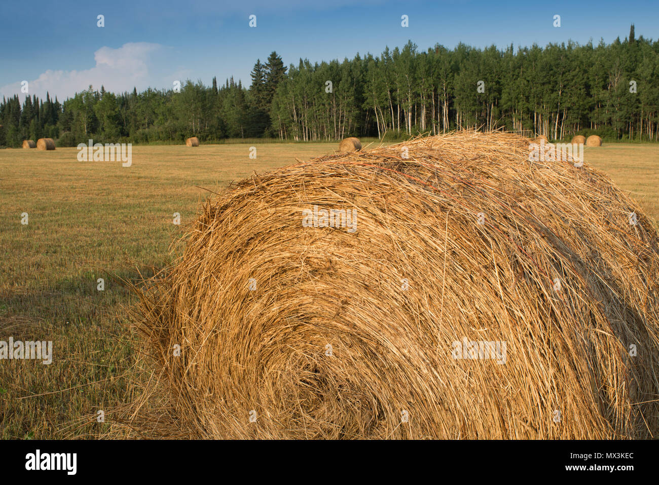 Haybale close hi-res stock photography and images - Alamy