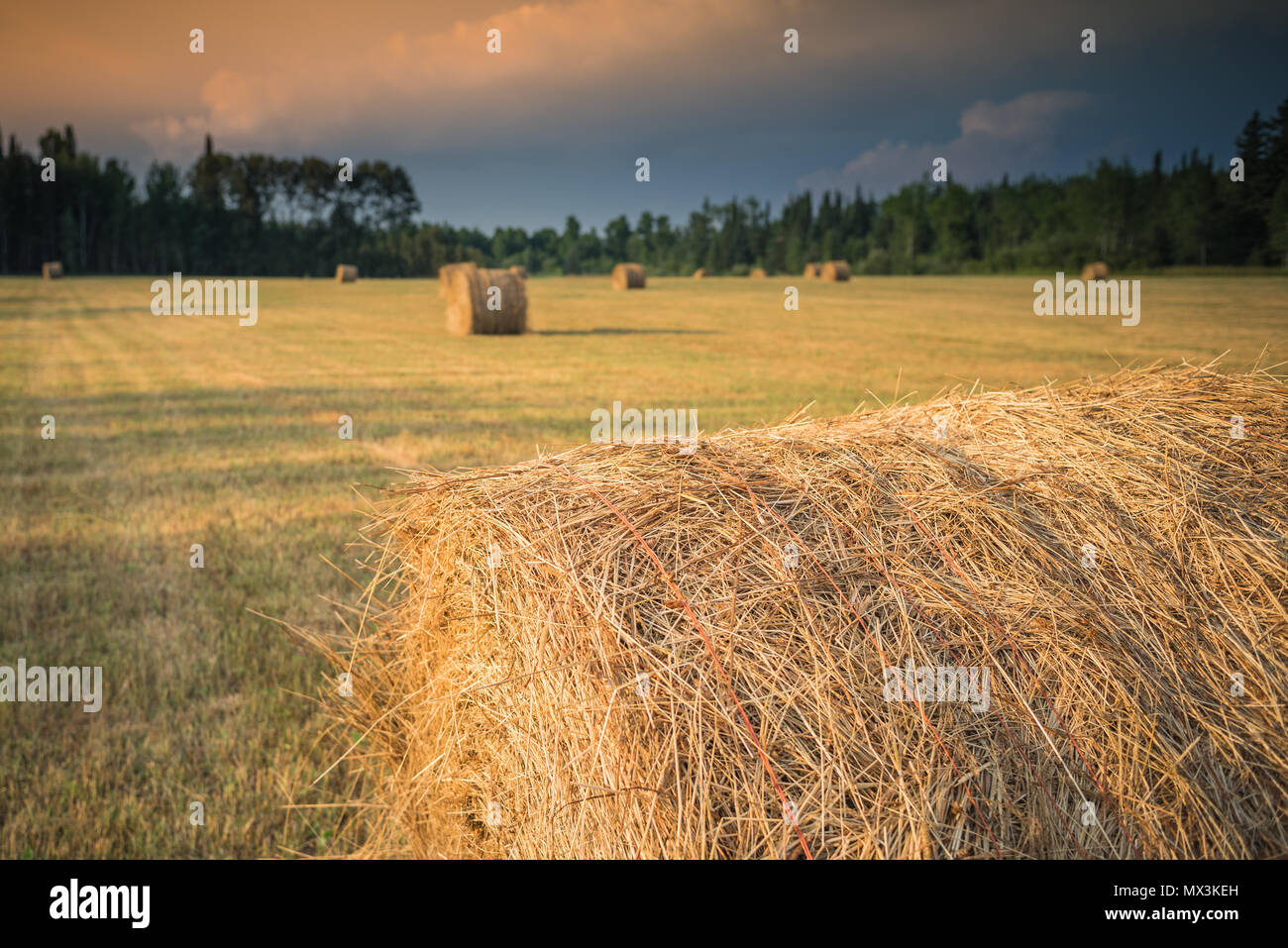 Sun on Hay Bales Stock Photo - Alamy
