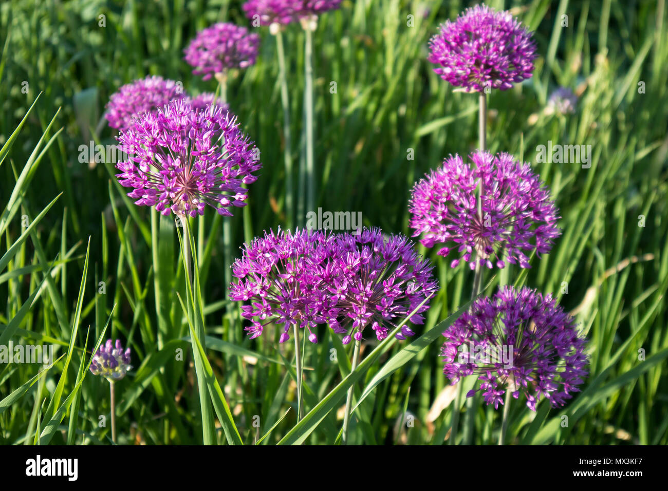 «Blue Drumstick» Purple allium flower in early spring with blurred ...