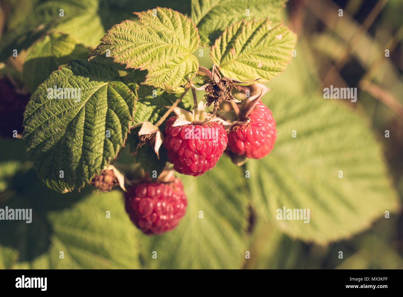 Red Ripe Raspberries Stock Photo - Alamy