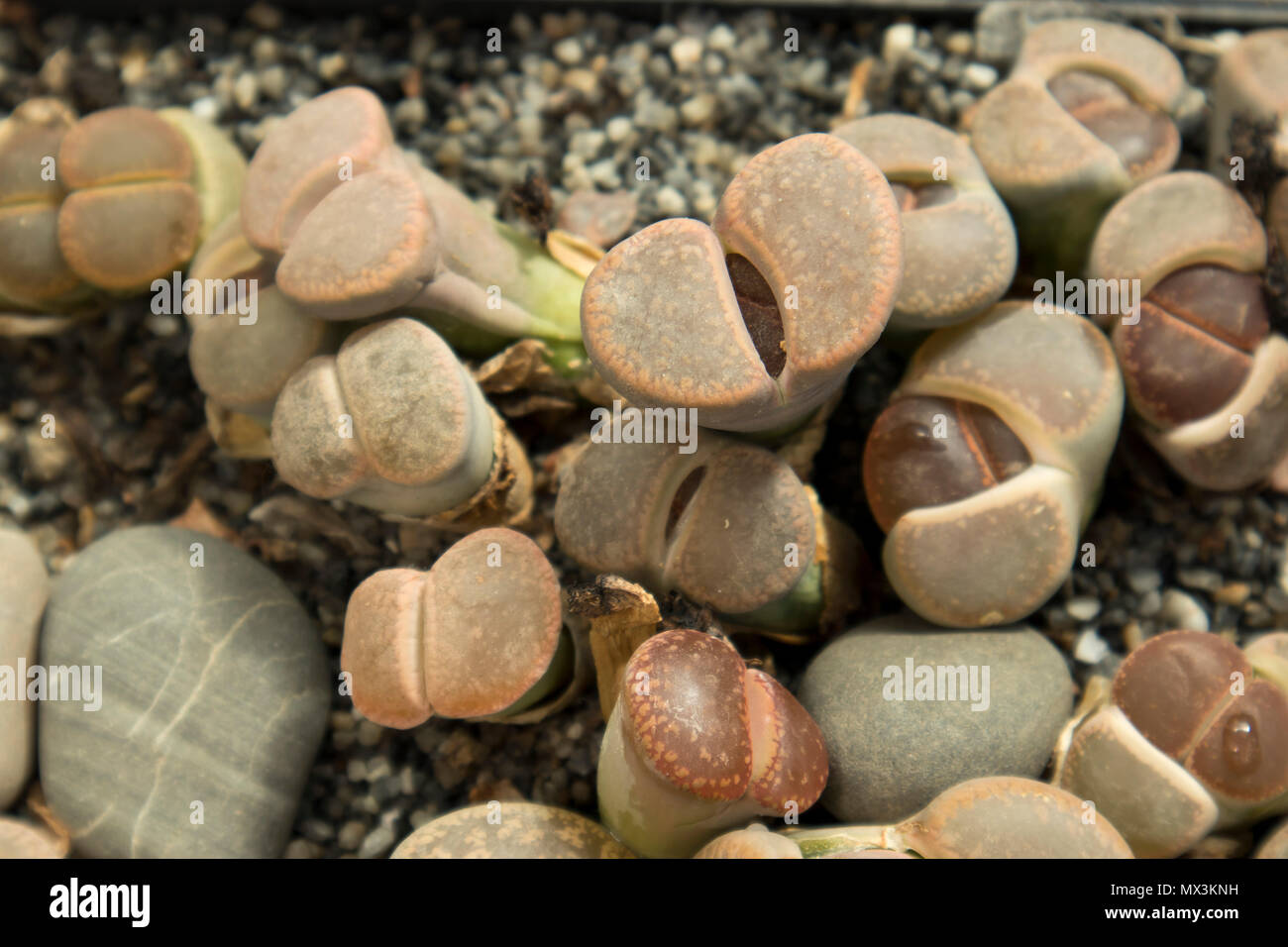 Lithops species hi-res stock photography and images - Alamy