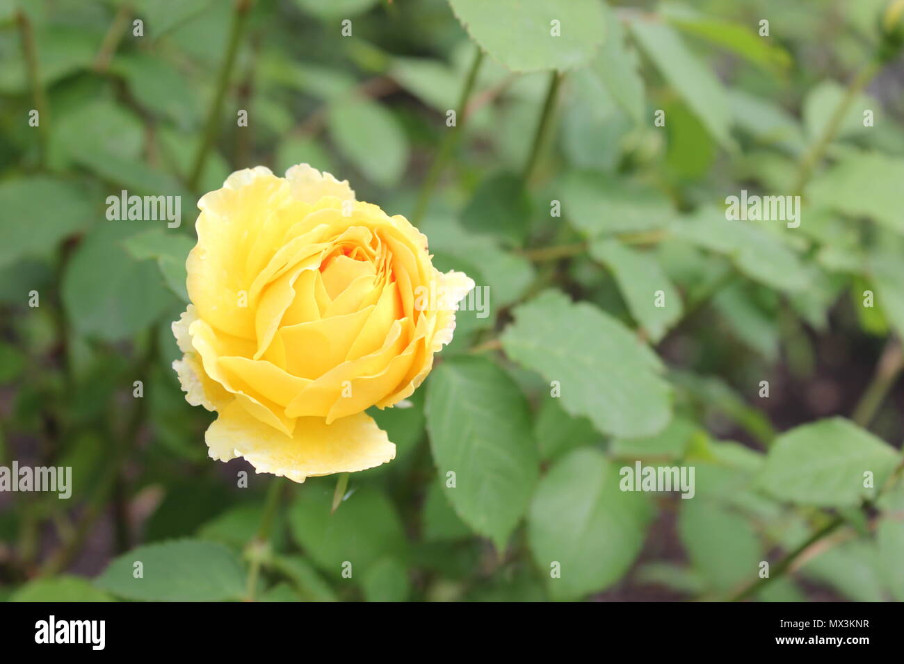Beautiful yellow rose in the garden Stock Photo - Alamy