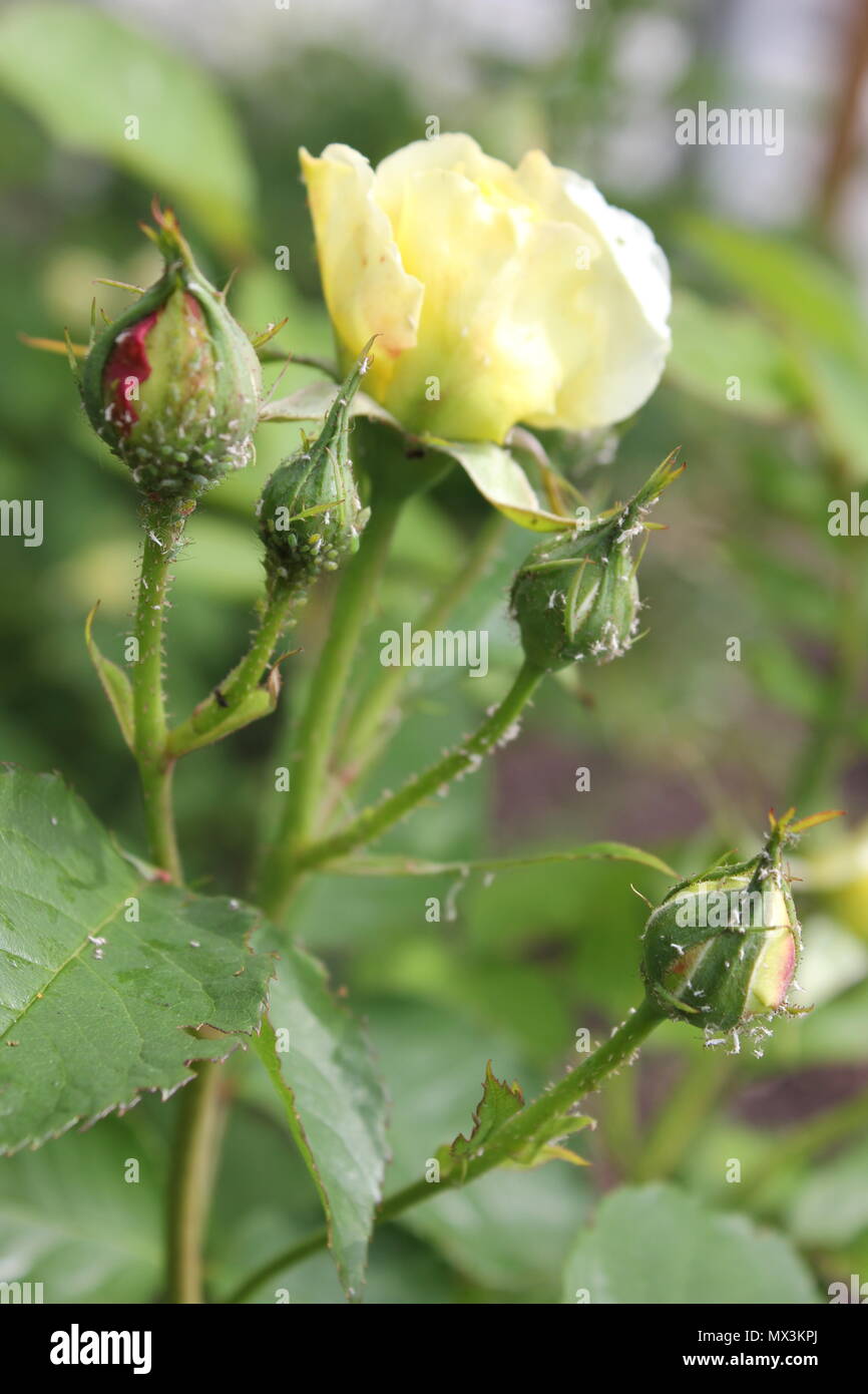 Little insects hi-res stock photography and images - Alamy