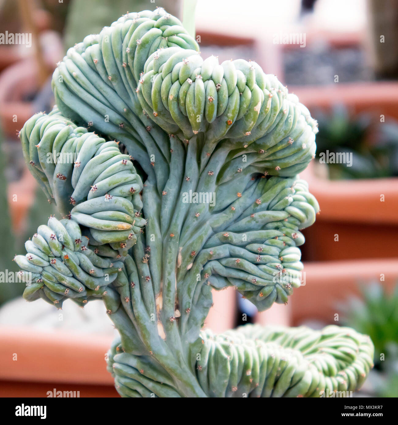 the Myrtillocactus geometrizans form cristata Stock Photo - Alamy