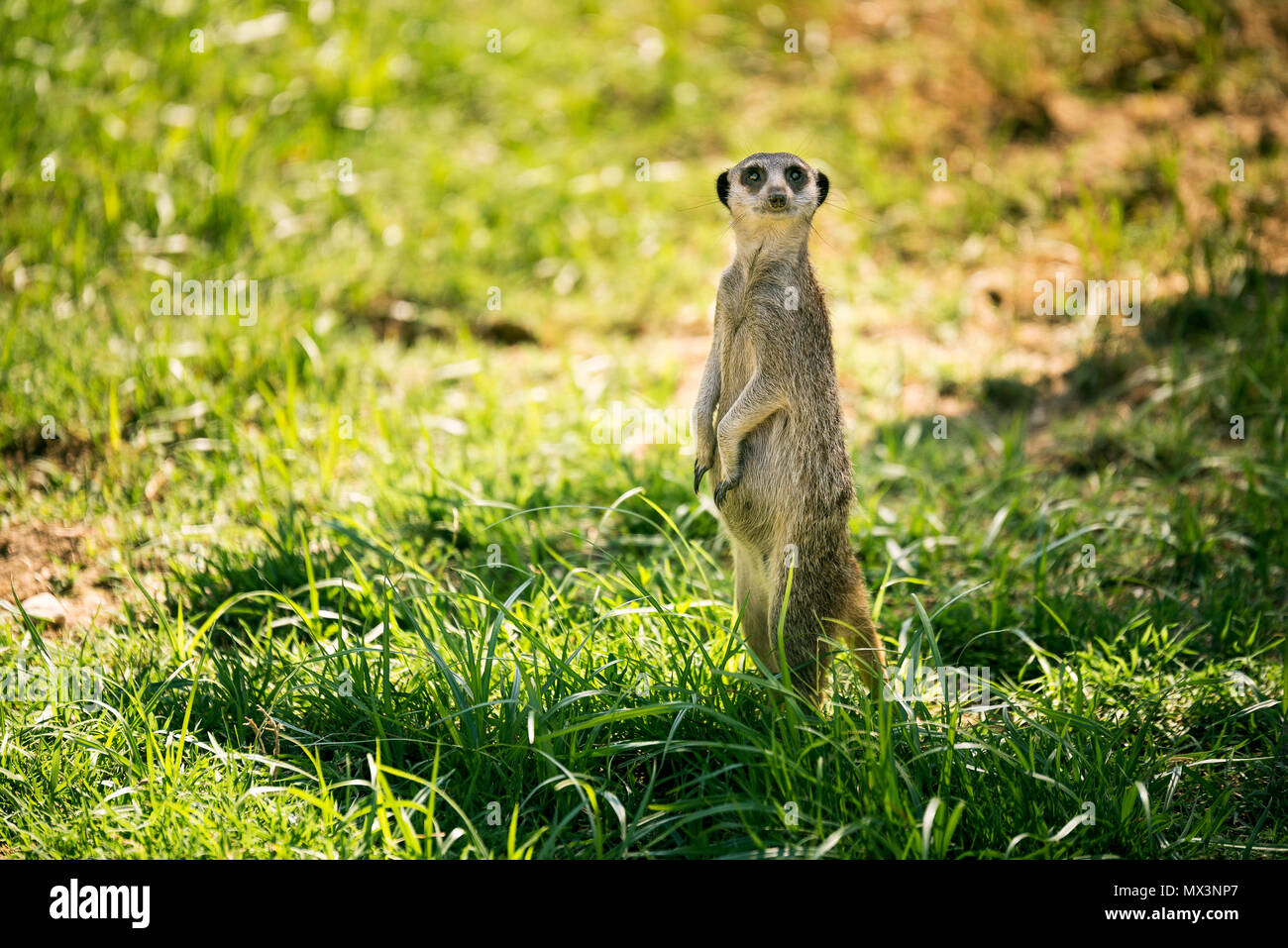 Meerkat alert animal hi-res stock photography and images - Alamy