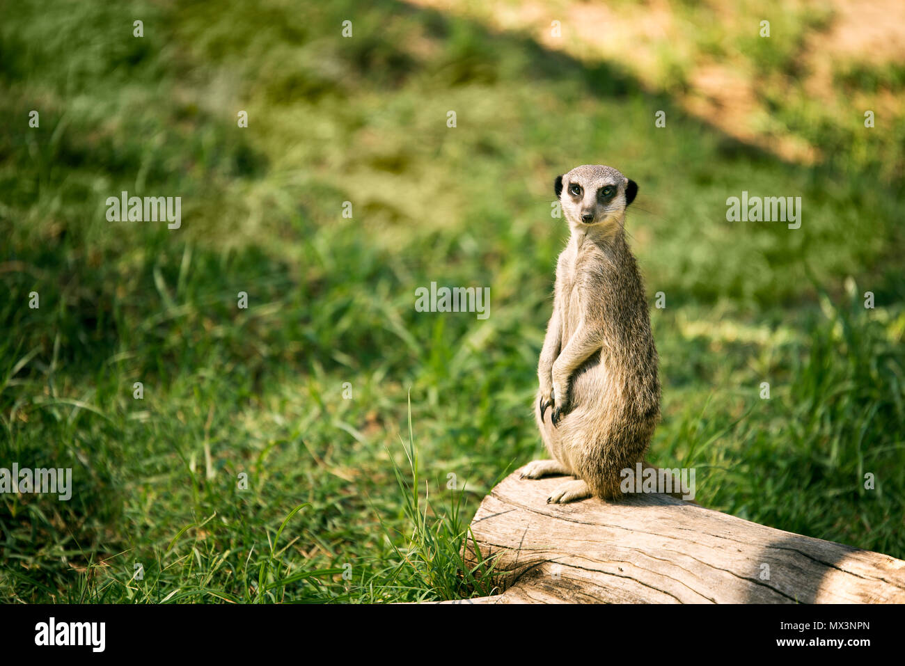 One meerkat on a watch standing in a meadow and looking at camera Stock ...