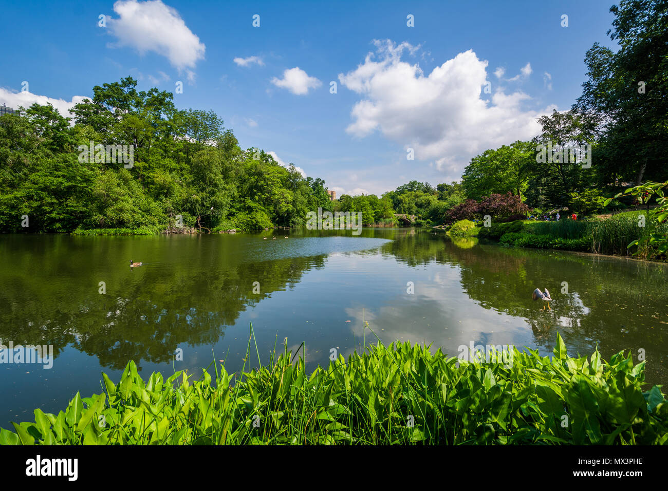 Pond in central park hi-res stock photography and images - Alamy
