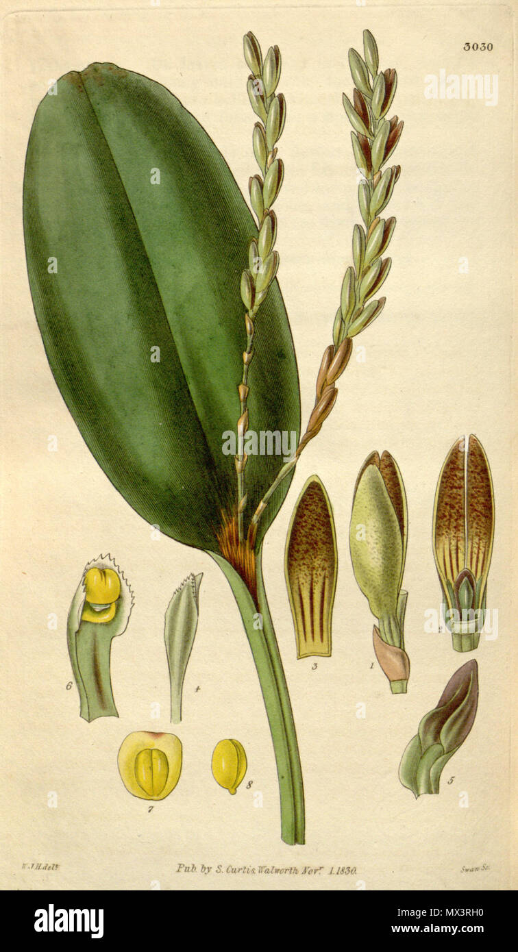 . Illustration of Acianthera saurocephala (as syn. Pleurothallis ...