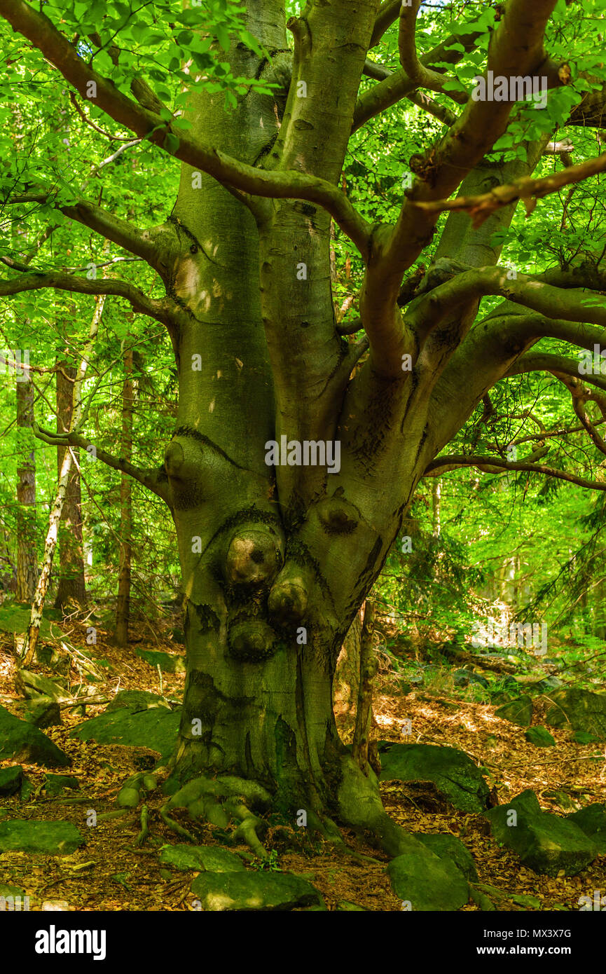 Bent tree trunk hi-res stock photography and images - Alamy