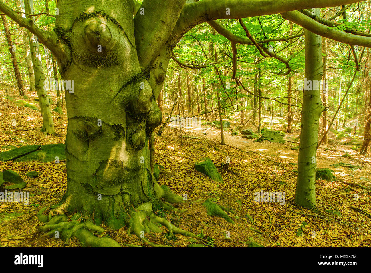 Old gnarled beech tree in the forest on the slope of the mount Stock ...