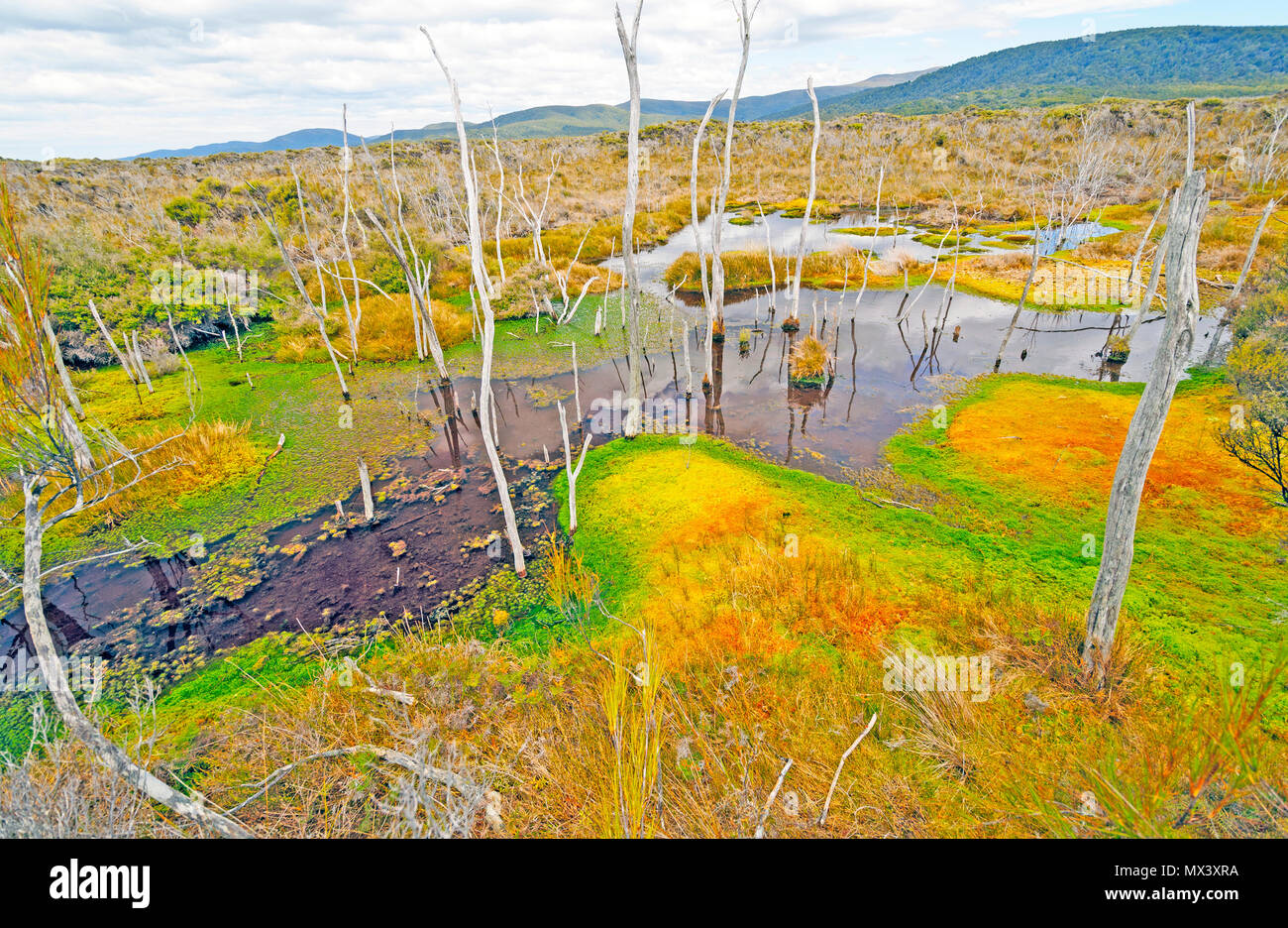 The Chocolate Swamp on Stewart Island in New Zealand Stock Photo - Alamy