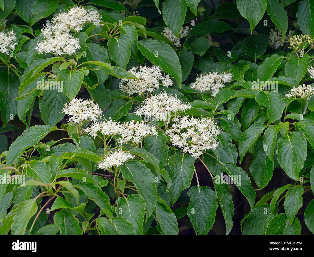 Cornus controversa hi-res stock photography and images - Alamy