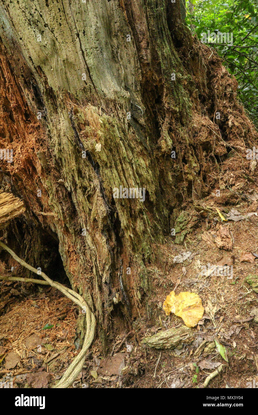 Decaying tree in the tsitsikamma national park on the tourist garden ...