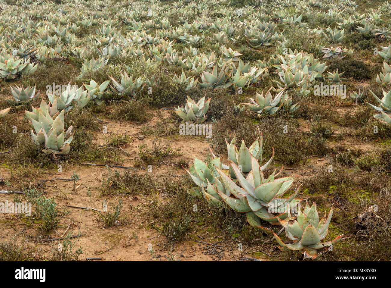 Succulents in the red semi-arid landscape of the Addo Elephant National ...