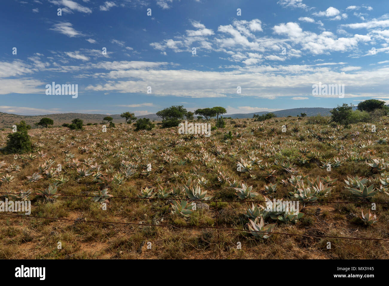 Succulents in the red semi-arid landscape of the Addo Elephant National ...