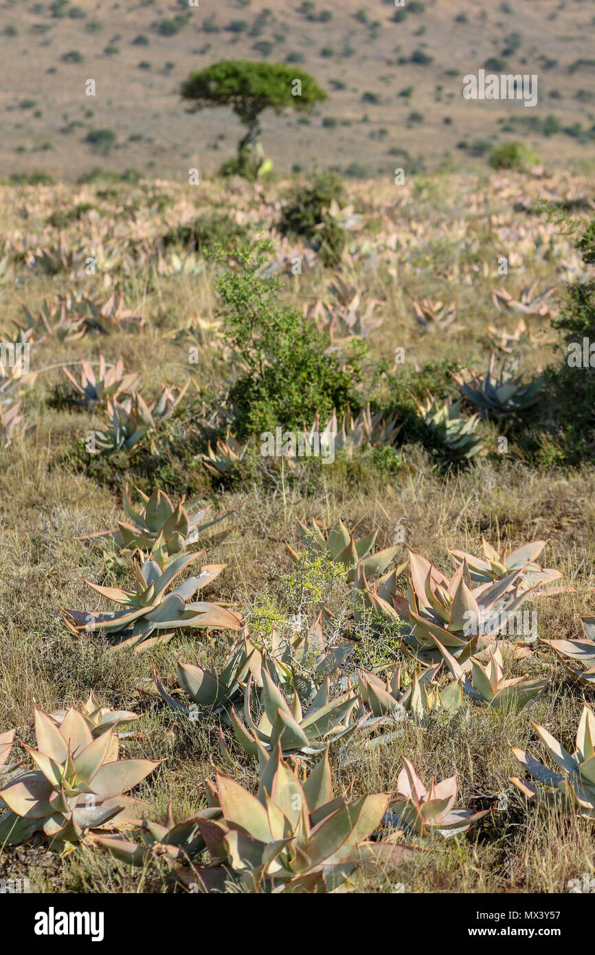 Succulents in the red semi-arid landscape of the Addo Elephant National ...