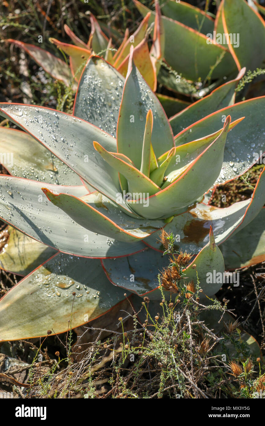 Evergreen sclerophyllous plants hi-res stock photography and images - Alamy