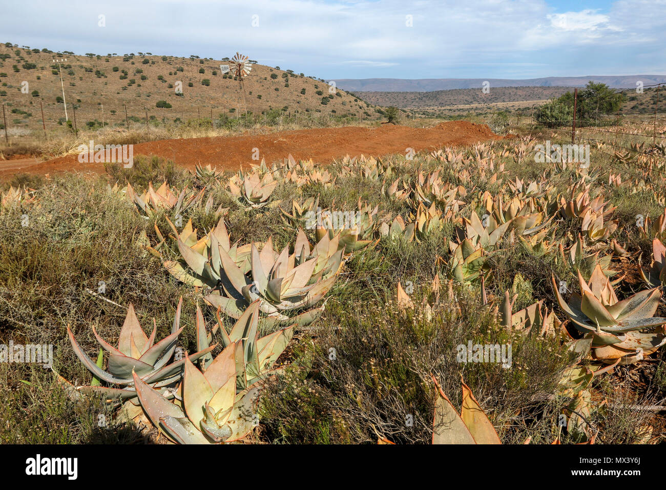 Succulents in the red semi-arid landscape of the Addo Elephant National ...