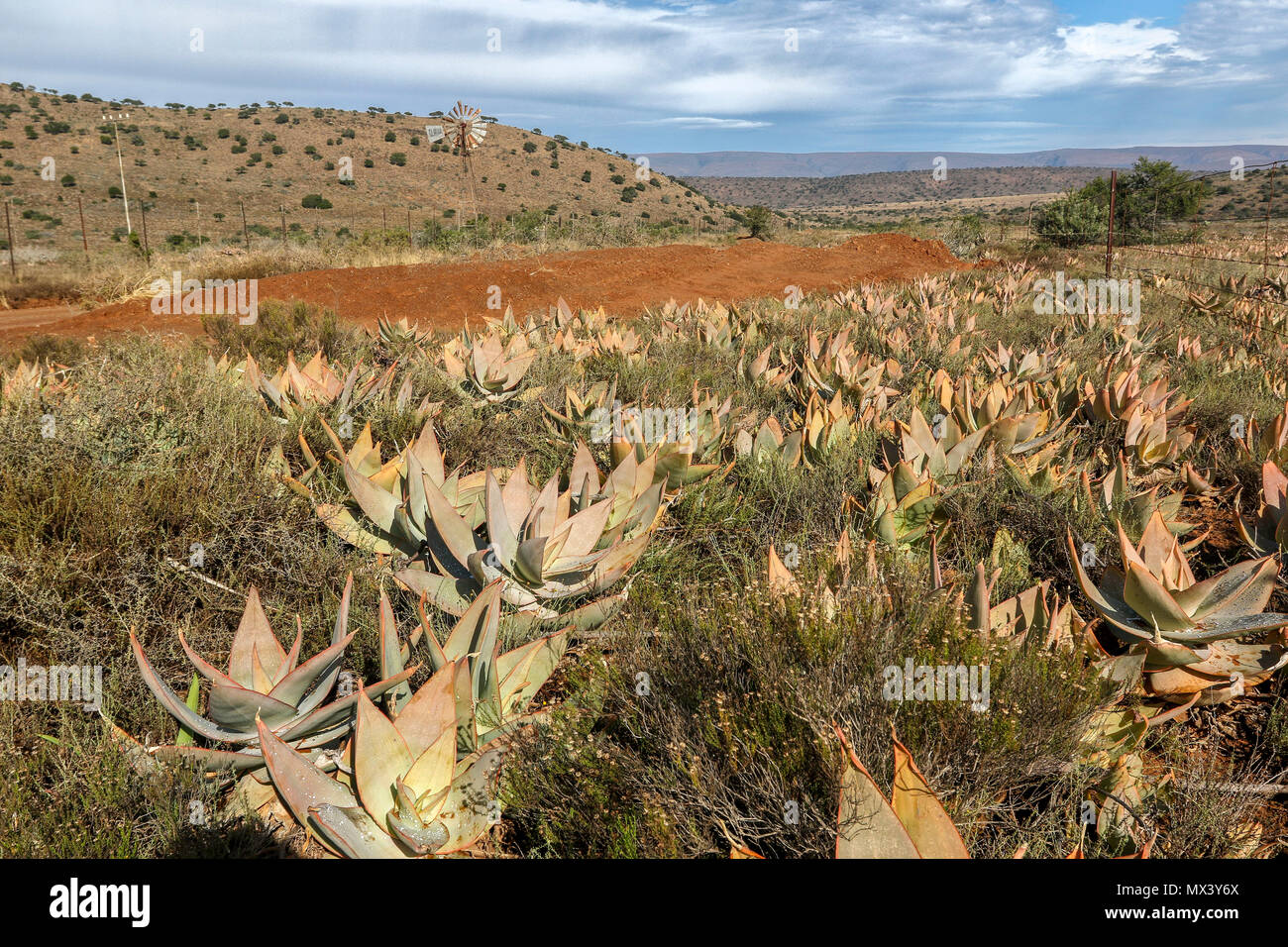Semi Arid Landscape High Resolution Stock Photography and Images - Alamy