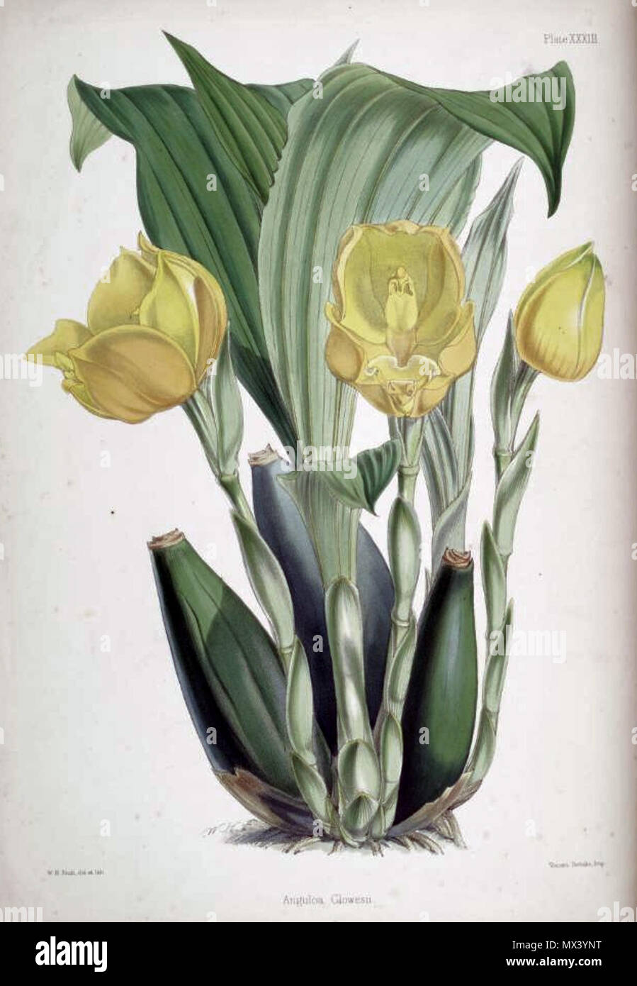 . Illustration of Anguloa clowesii . between 1862 and 1865. James ...