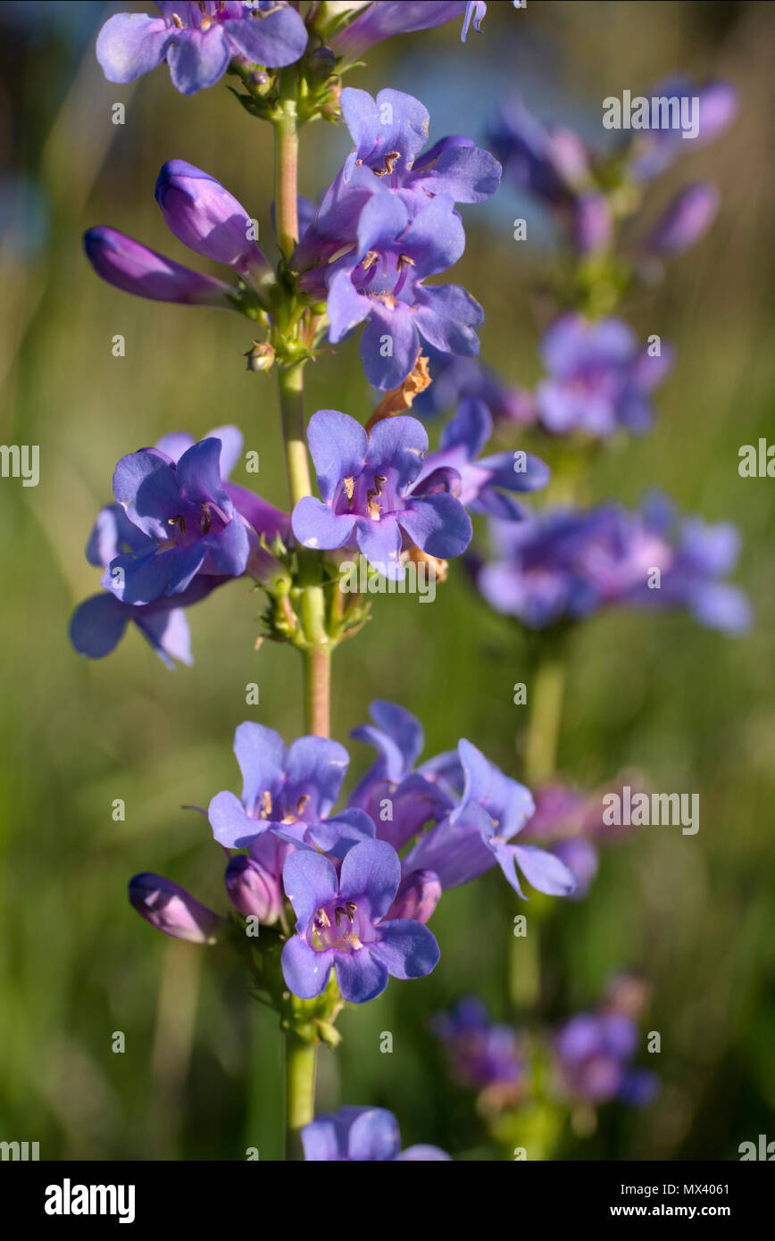 Wasatch penstemon hi-res stock photography and images - Alamy