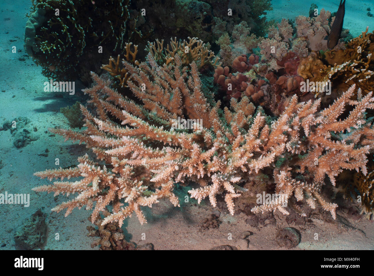 Hard Coral, Acropora nobilis, Acroporidae, Sharm el Sheikh, Red Sea ...