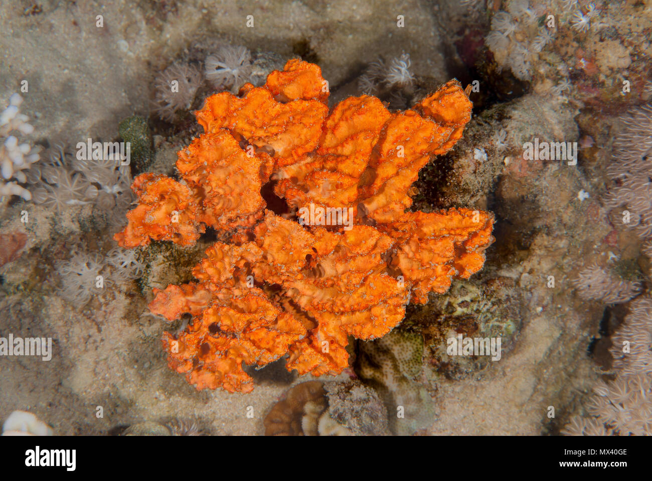 Red ear elephant hi-res stock photography and images - Alamy