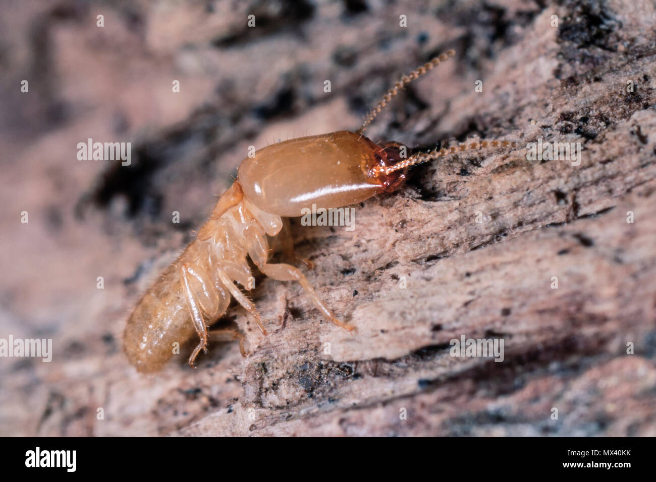 Wood Eating Termite High Resolution Stock Photography and Images - Alamy