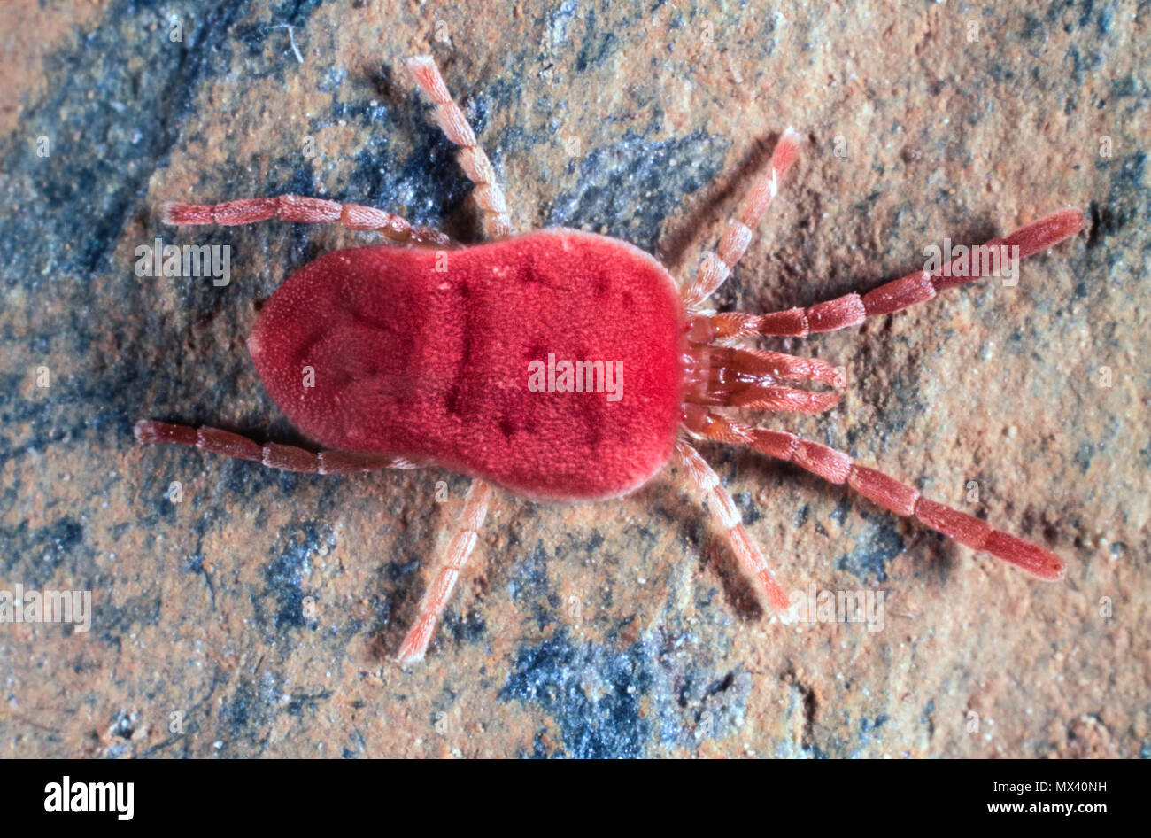 Voracious Predators High Resolution Stock Photography and Images - Alamy