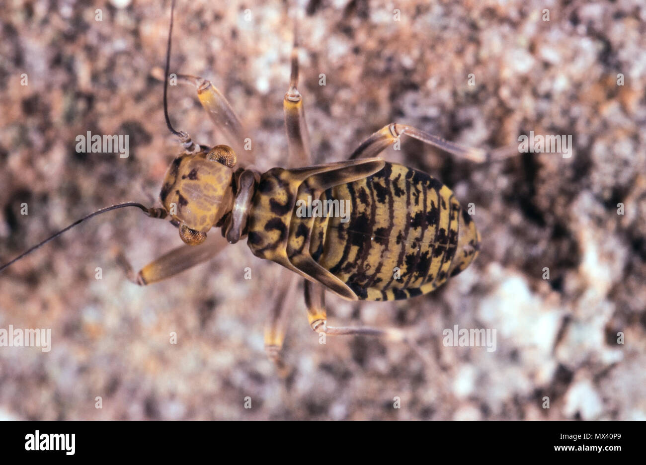 Harmful Animal High Resolution Stock Photography and Images - Alamy