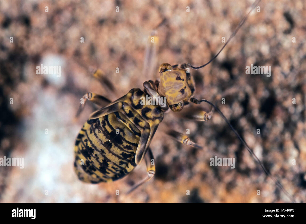 Psocids Stock Photos & Psocids Stock Images - Alamy