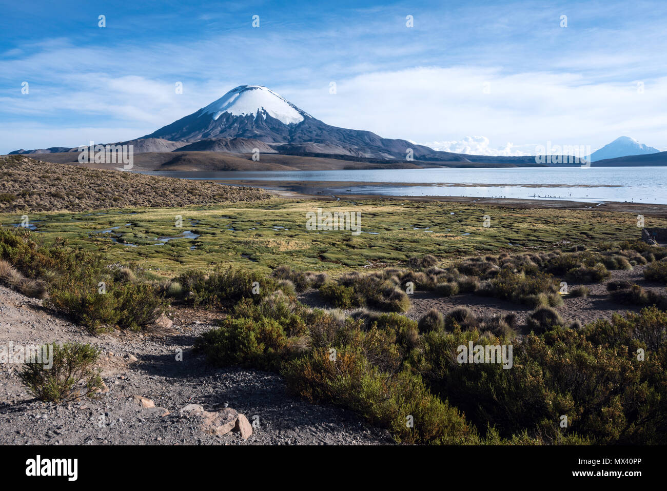 Snow capped Parinacota Volcano reflected in Lake Chungara, Chile Stock ...
