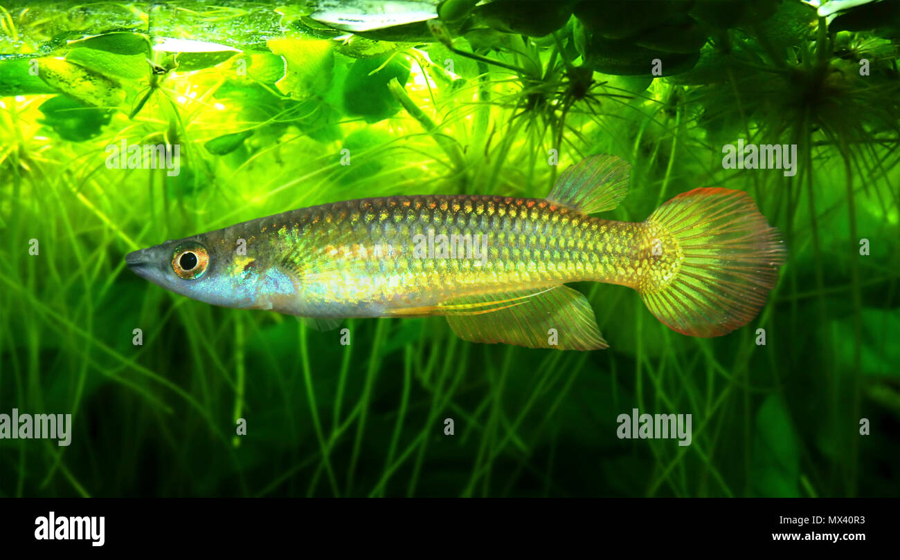 Aquatic Photography High Resolution Stock Photography and Images - Alamy