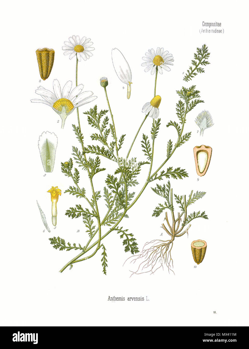 Anthemis Cut Out Stock Images & Pictures - Alamy