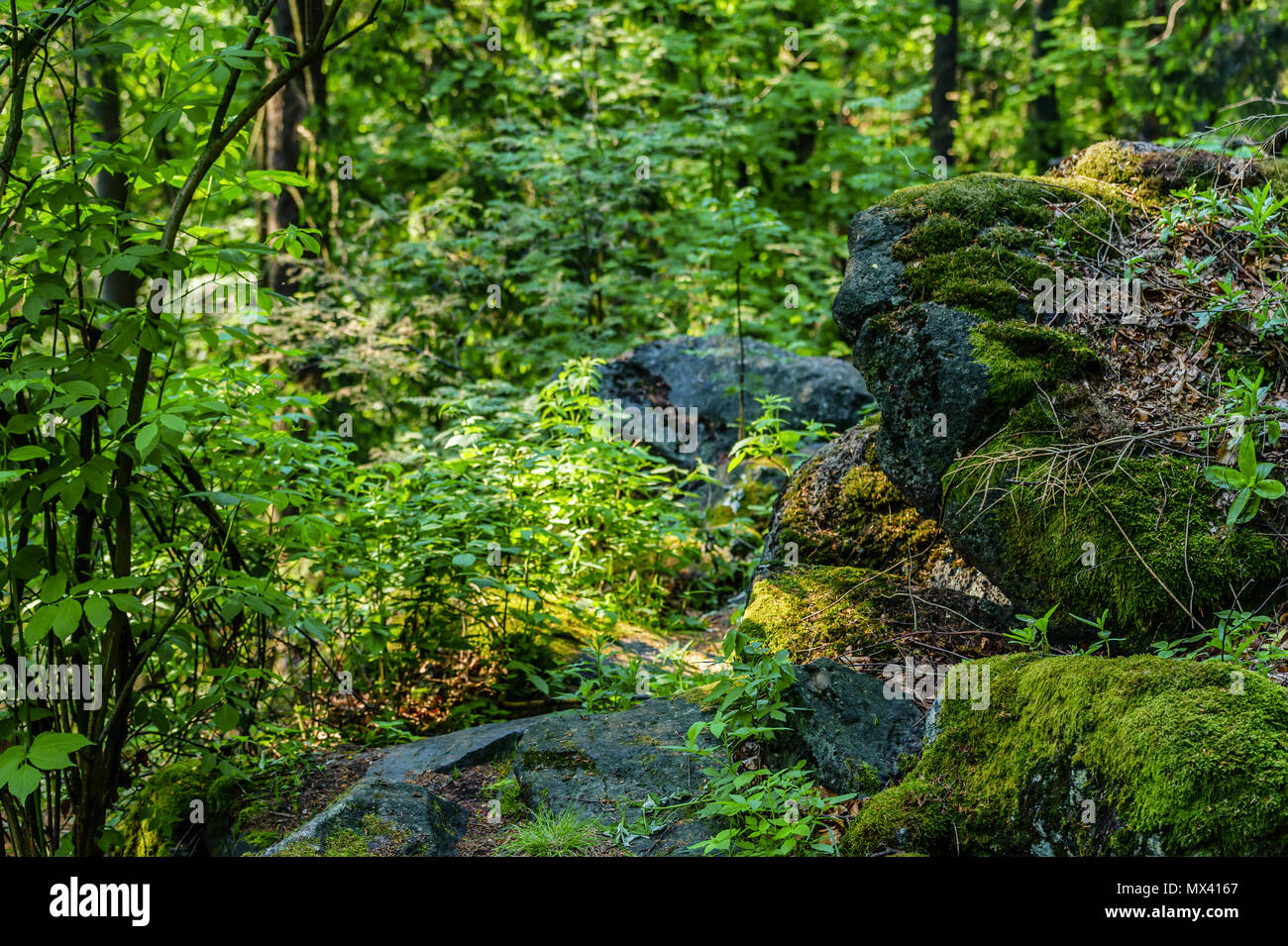 Moss rocks trees hi-res stock photography and images - Alamy