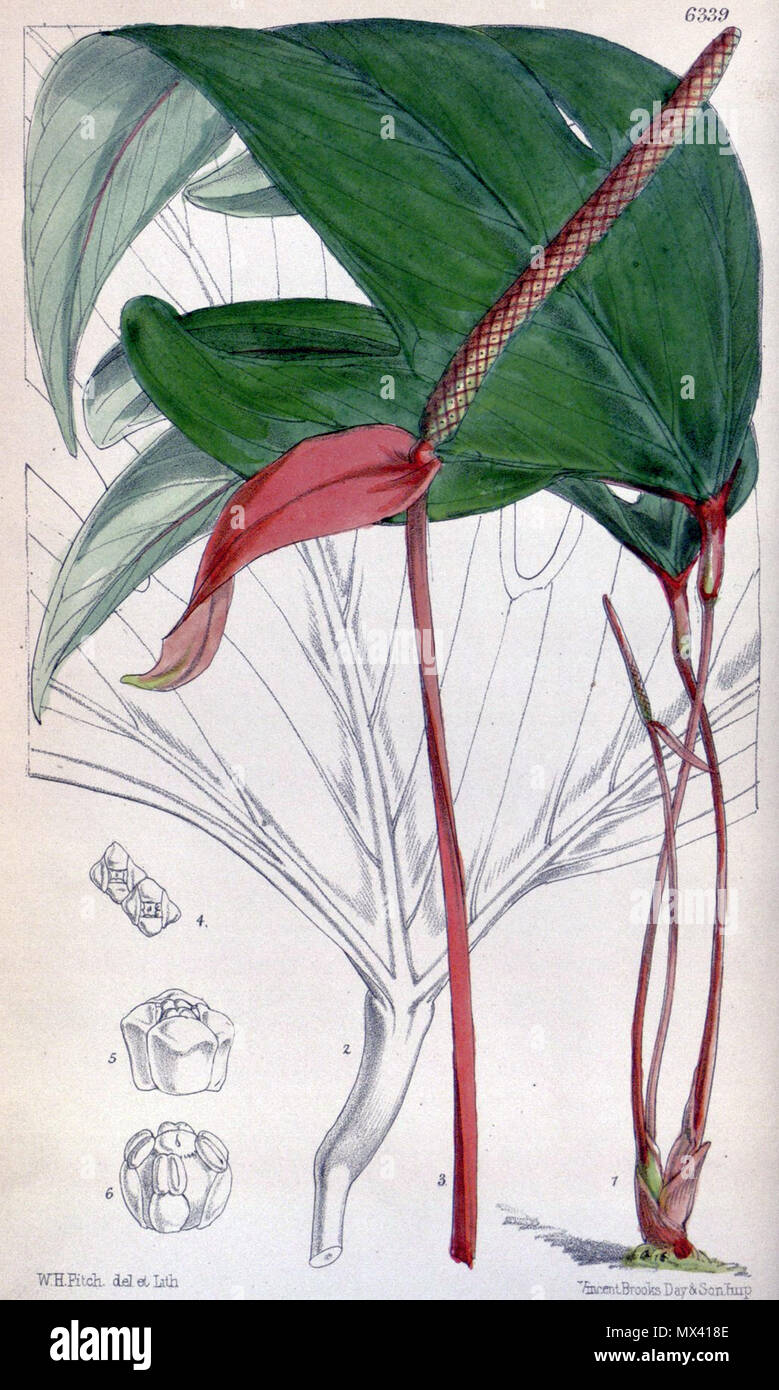 . English: Anthurium trifidum botanical drawing . 1878. W. Fitch (d ...